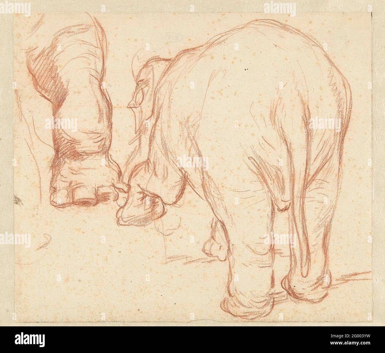 Elephant leg anatomy hi-res stock photography and images - Alamy