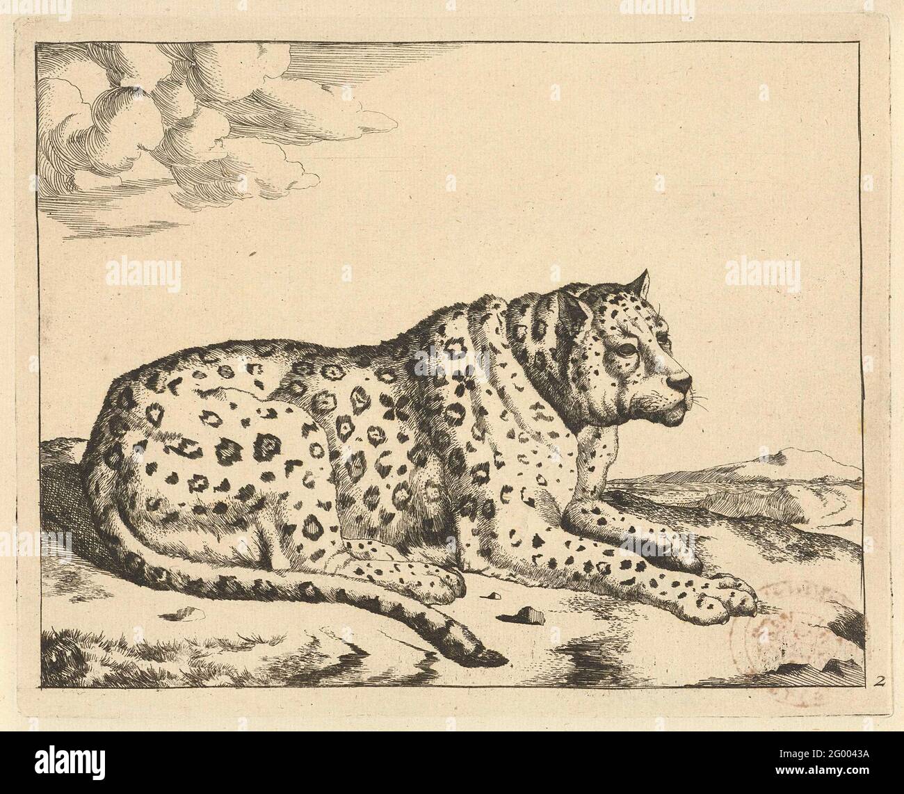 Leopards tail hi-res stock photography and images - Alamy
