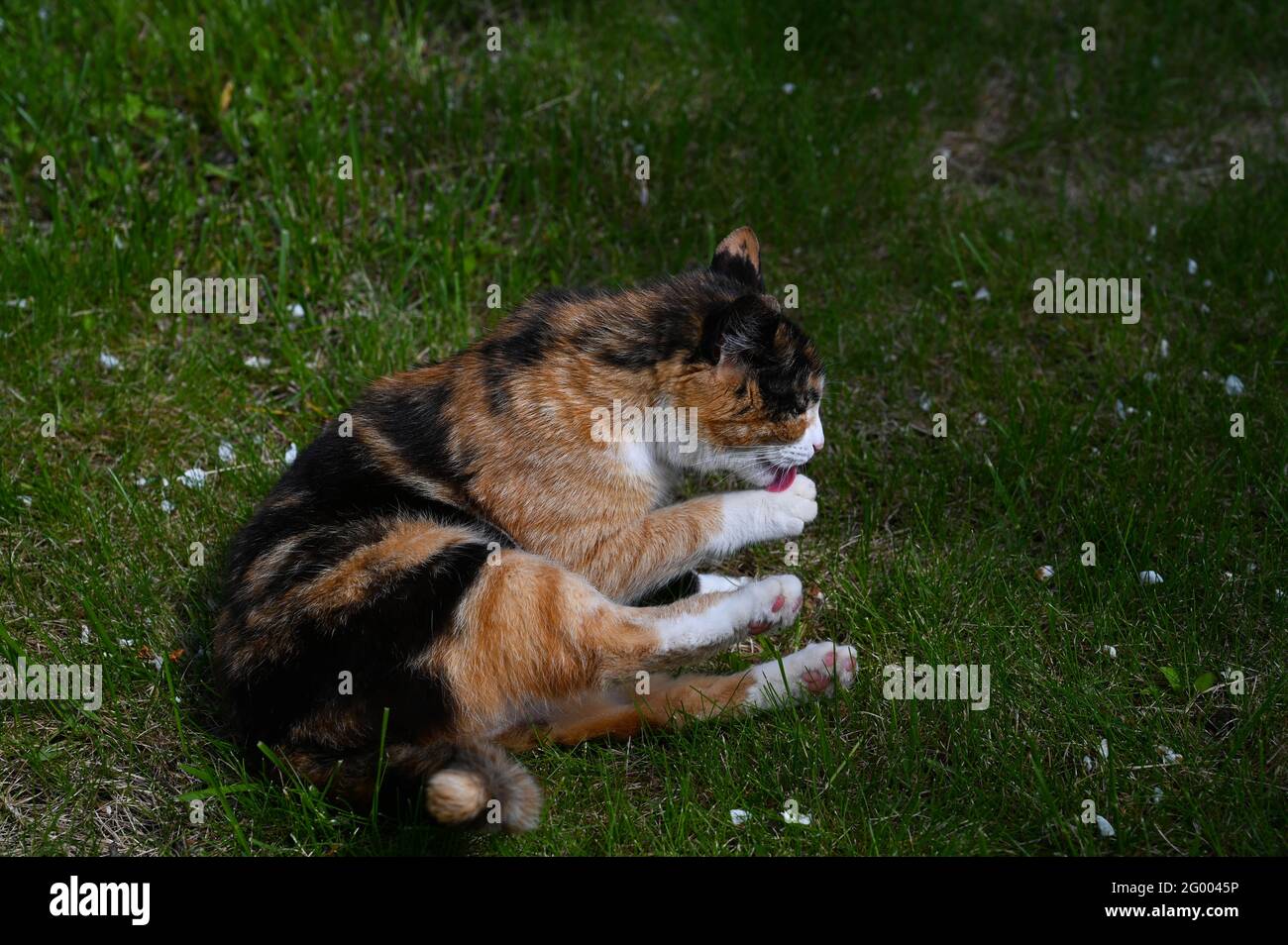 Calico cat with tri-color coat washes the paw while lying on the lawn ...