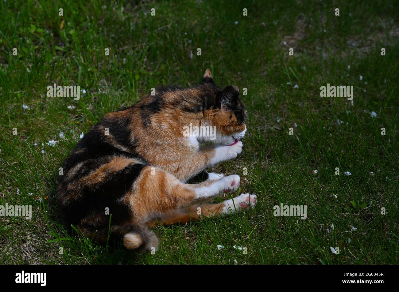 Calico cat with tri-color coat washes the paw while lying on the lawn ...