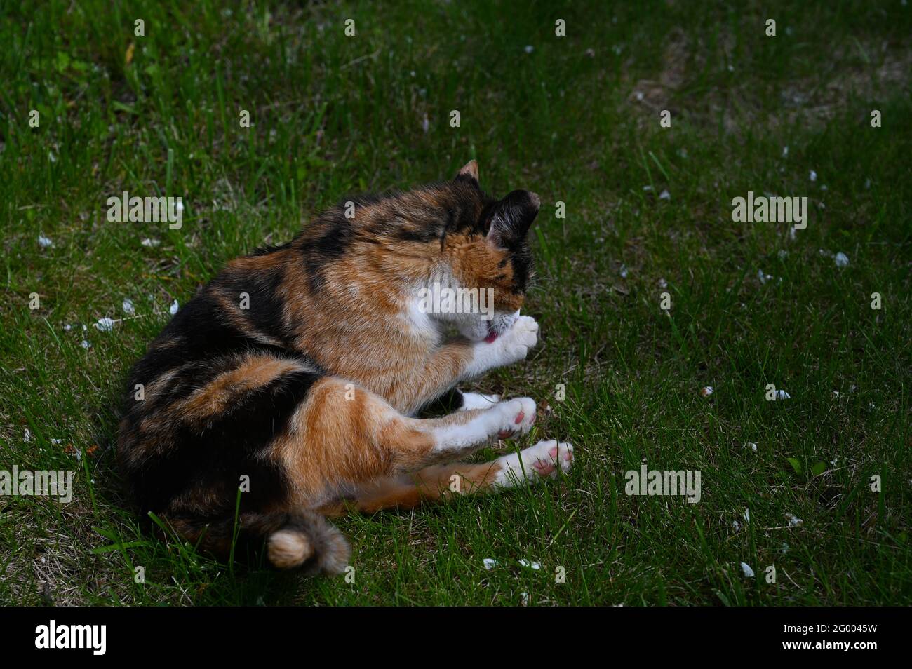 Calico cat with tri-color coat washes the paw while lying on the lawn ...