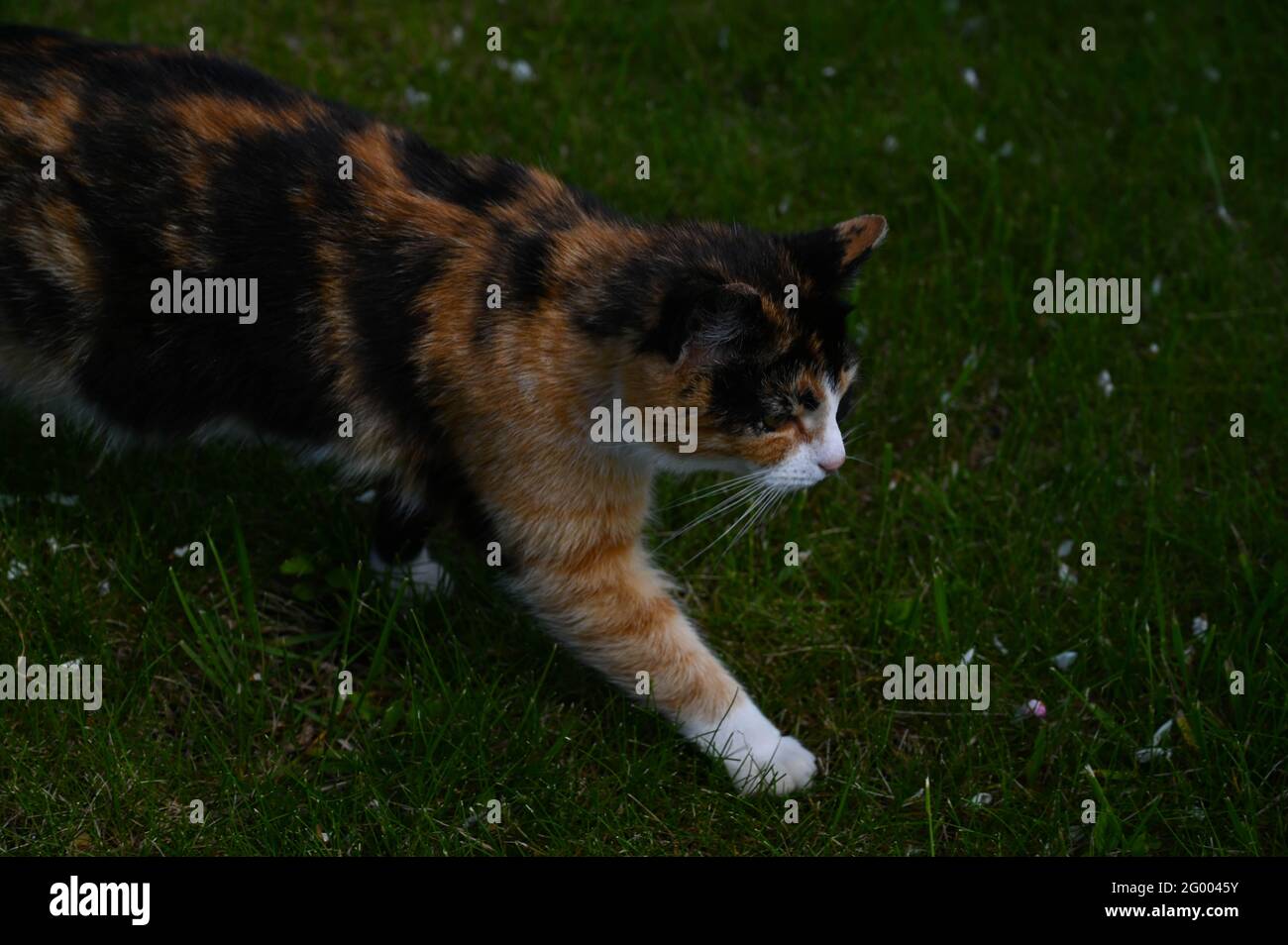 Calico cat with tri-color coat walks on a grass with dandelions and ...