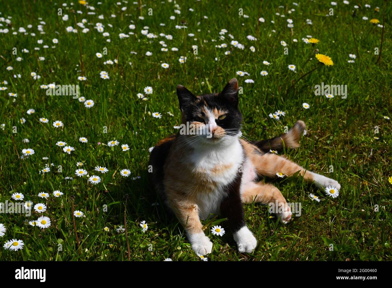 Calico cat with tri-color coat lying on the grass with dandelions and ...