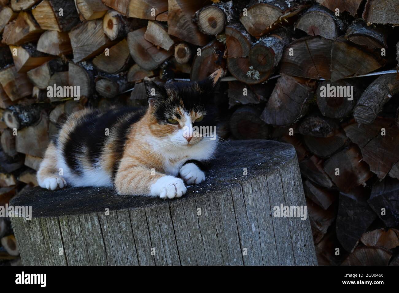 Calico cat with tri-color coat is lying on a wooden block, behind a ...