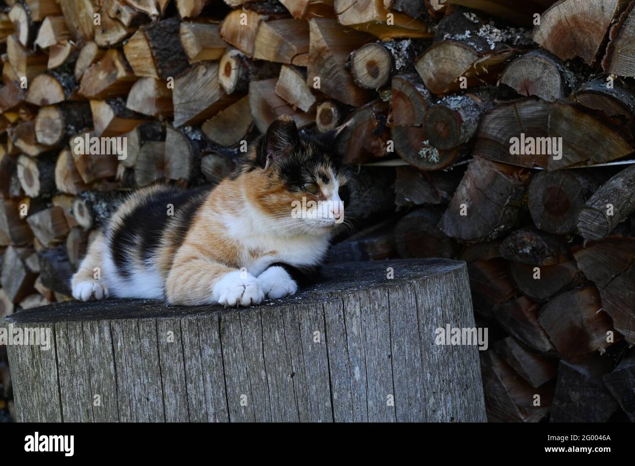 Calico cat with tri-color coat is lying on a wooden block, behind a ...