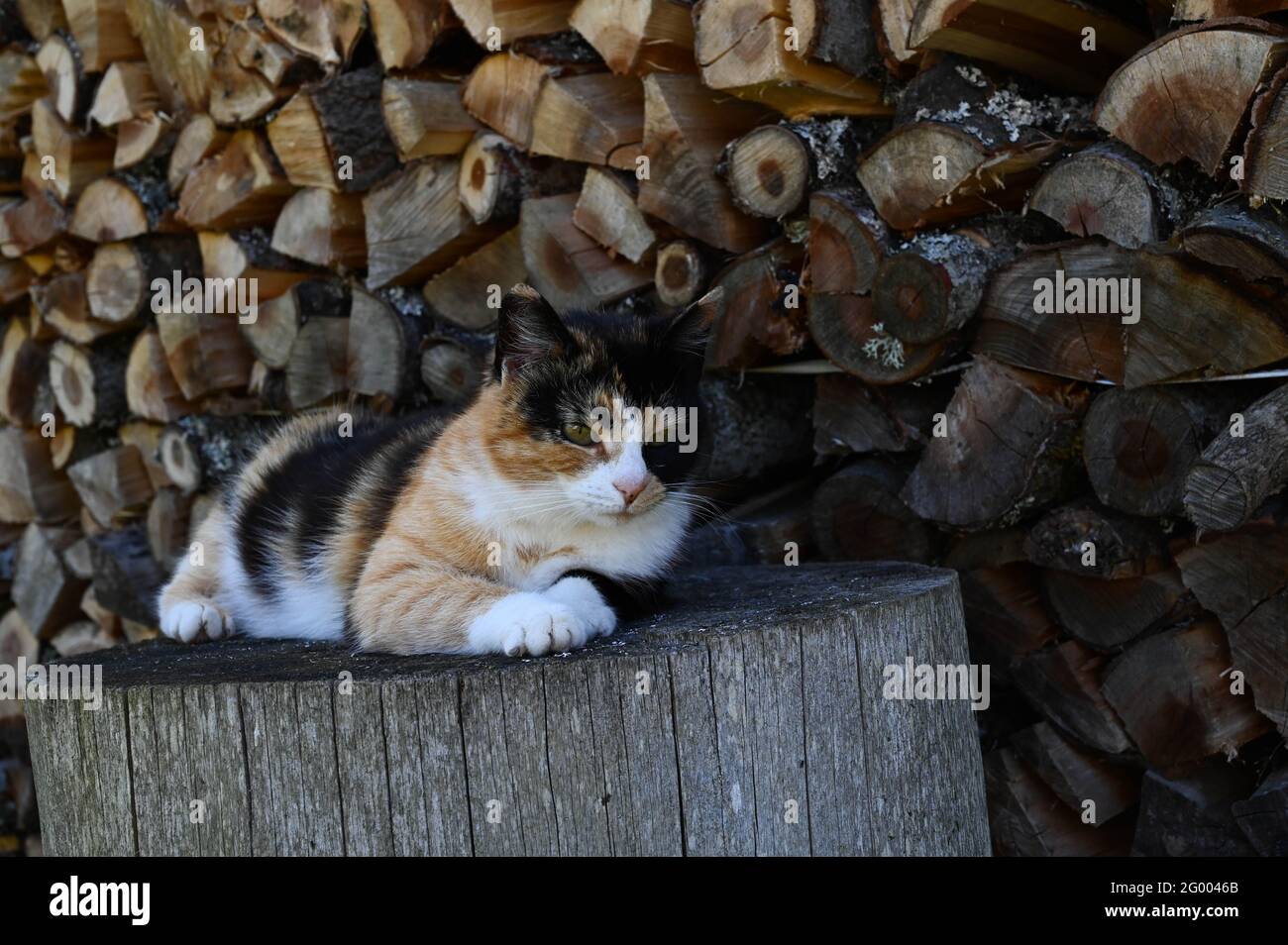 Calico cat with tri-color coat is lying on a wooden block, behind a ...