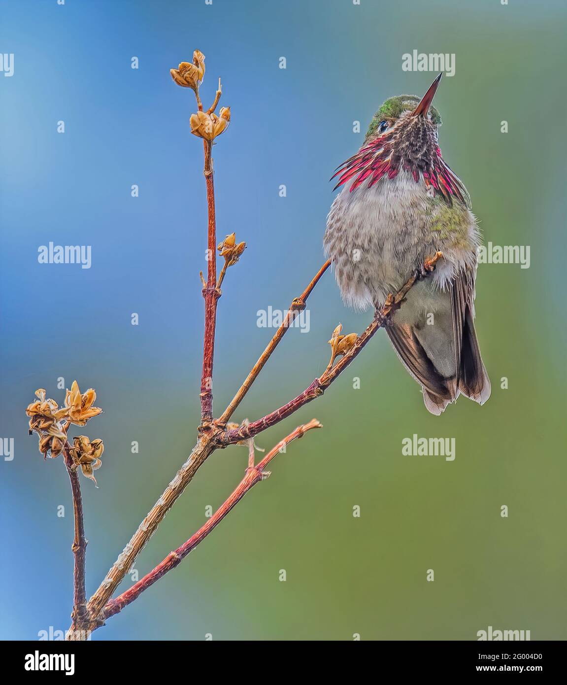 Calliope hummingbird hi-res stock photography and images - Alamy