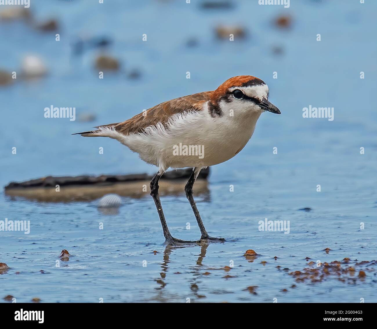 Red capped plover bird hi-res stock photography and images - Alamy