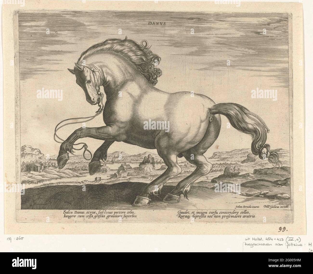 Horse from Denmark (Danus); DANVS; Horse breeds from the Royal Stables ...