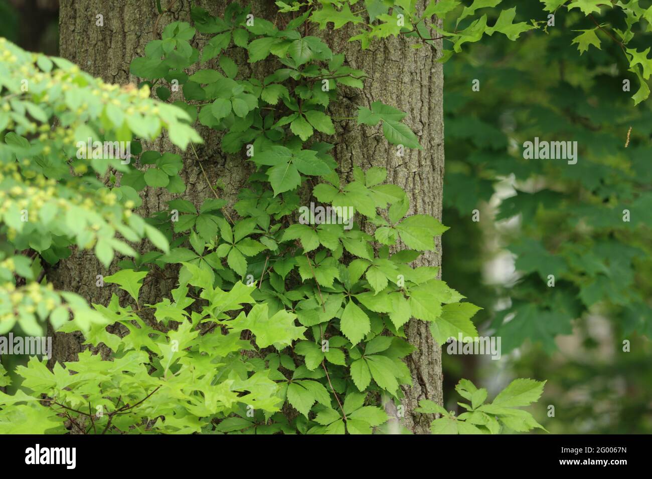 Vines growing up a tree trunk Stock Photo - Alamy