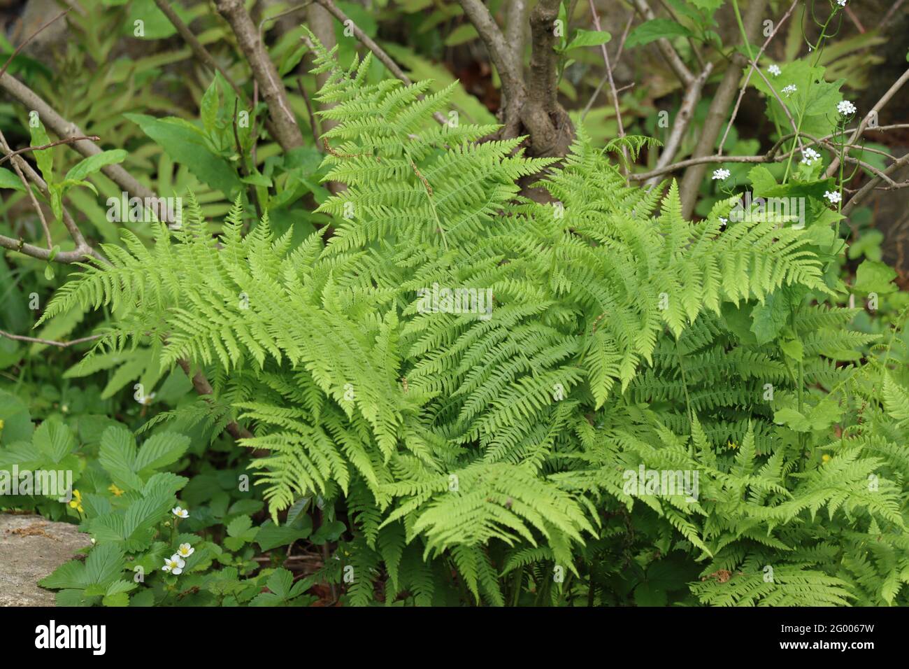 Native lady fern hi-res stock photography and images - Alamy