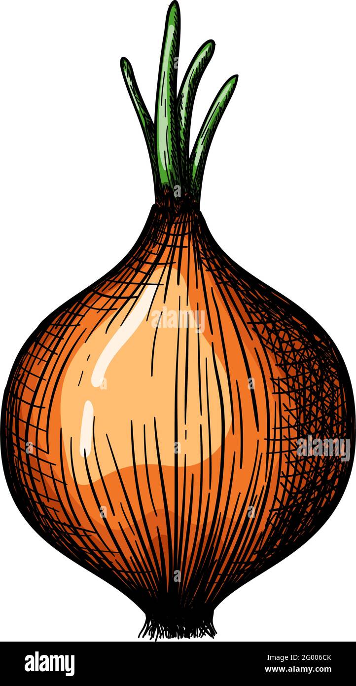 Onion Icon. Hand Drawn Sketch Design. Vector Illustration Stock Vector ...