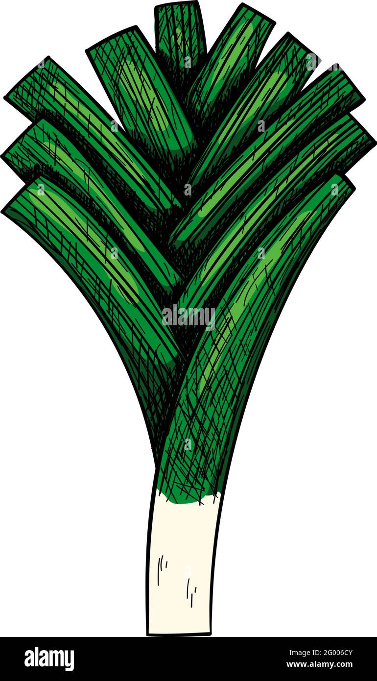 Leek Onion Icon. Hand Drawn Sketch Design. Vector Illustration Stock ...