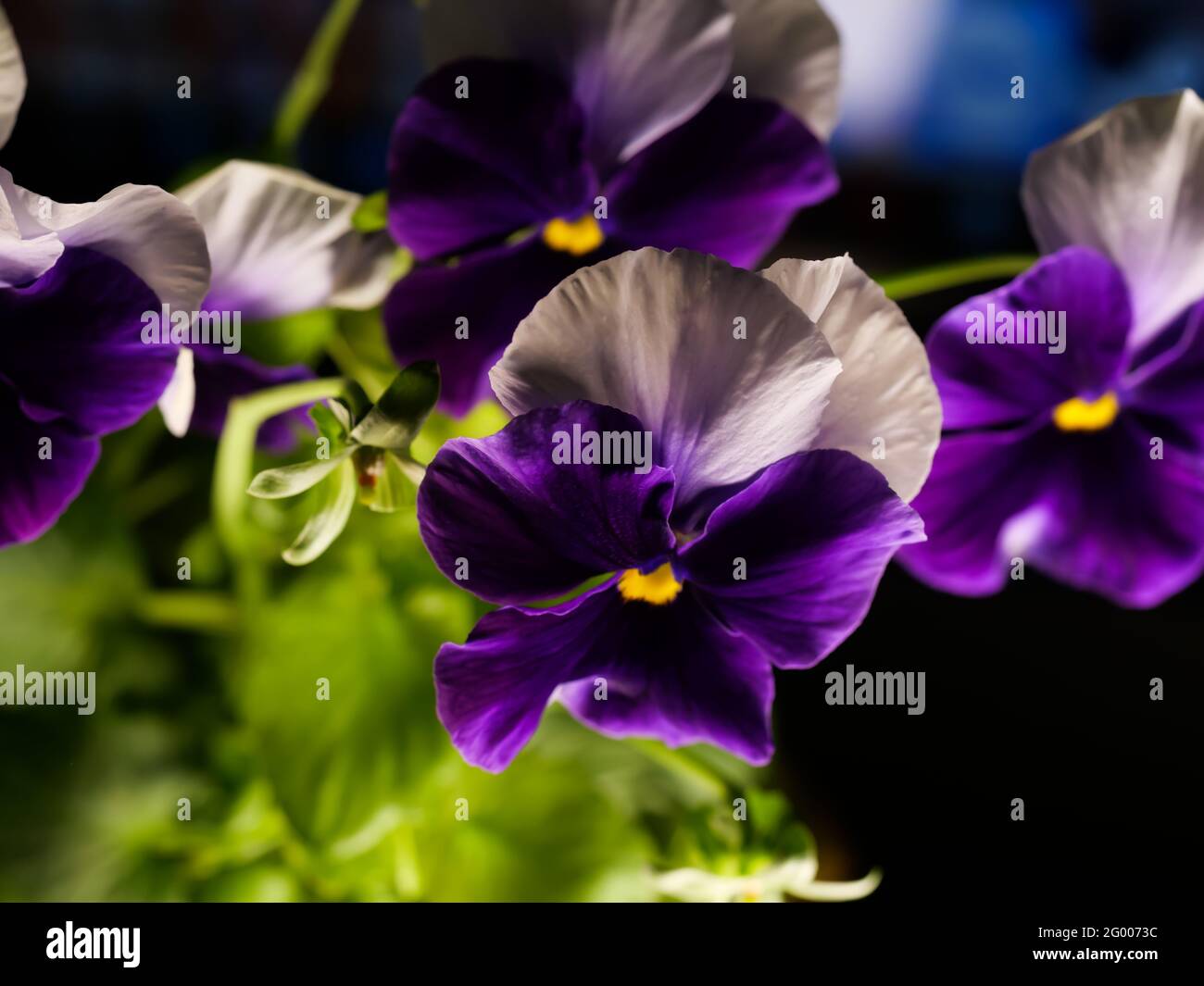 A closeup shot of fresh viola tricolor in the garden Stock Photo - Alamy
