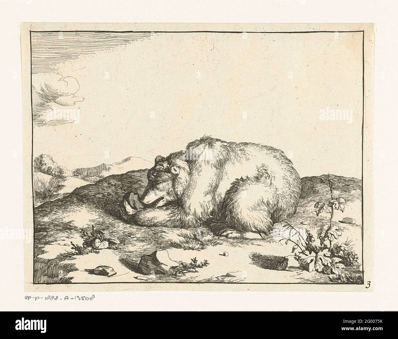 Left leg bears hi-res stock photography and images - Alamy