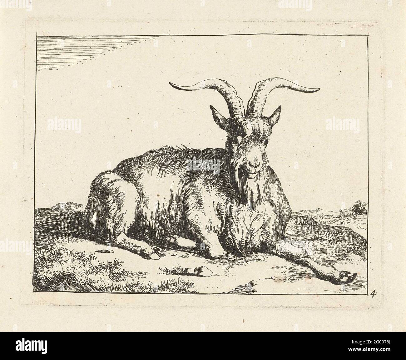 Lying goat the front leg extended; Goats and goats Stock Photo - Alamy