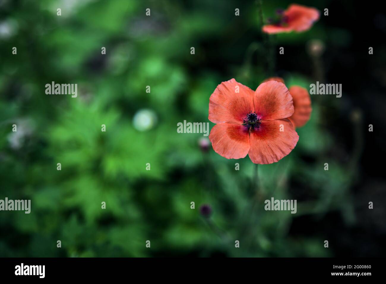Tiny poppy hi-res stock photography and images - Alamy