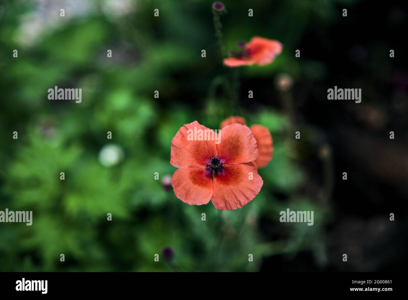Tiny poppy seen up close Stock Photo - Alamy