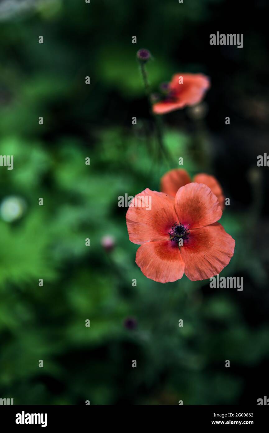 Poppy rural hi-res stock photography and images - Alamy