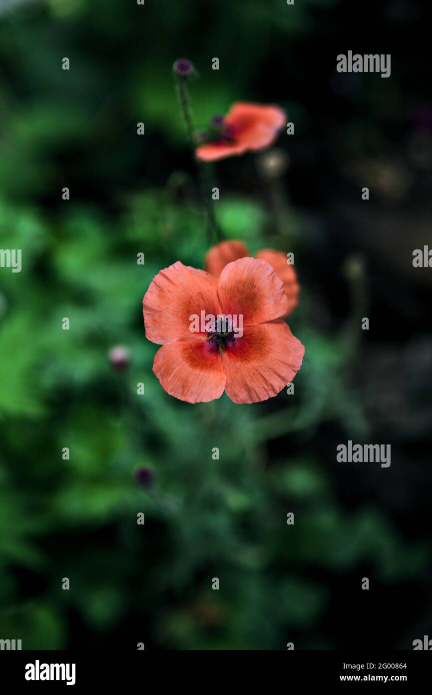 Tiny poppy seen up close Stock Photo - Alamy