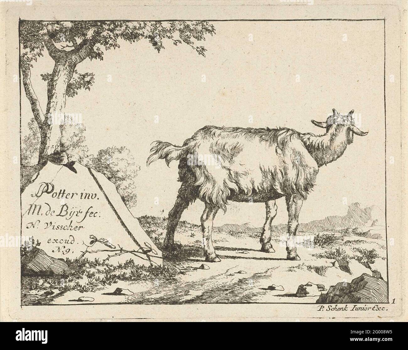 Standing goat from behind; Goats and goats Stock Photo - Alamy