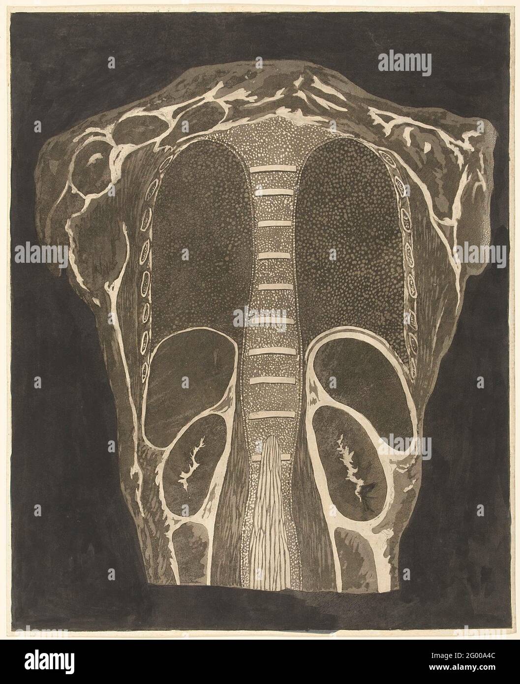 Human body organs diagram back view hi-res stock photography and images ...