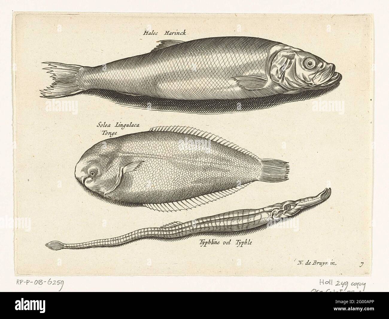 Herring, tongue and sea needle; Libelivs variable genera piscium ...