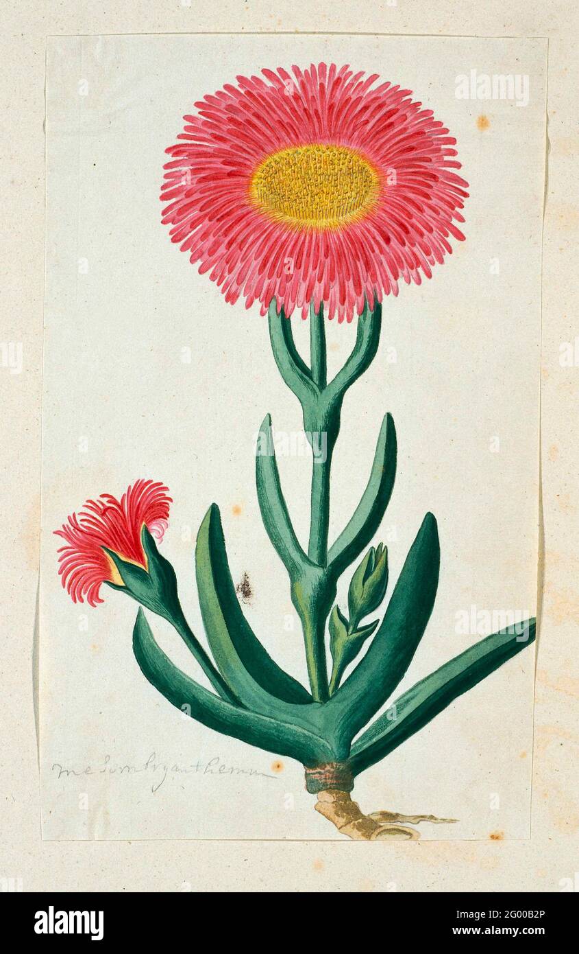Carpobrotus Quadrifidus L. Bolus. Mesembryanthemum, with an open flower ...