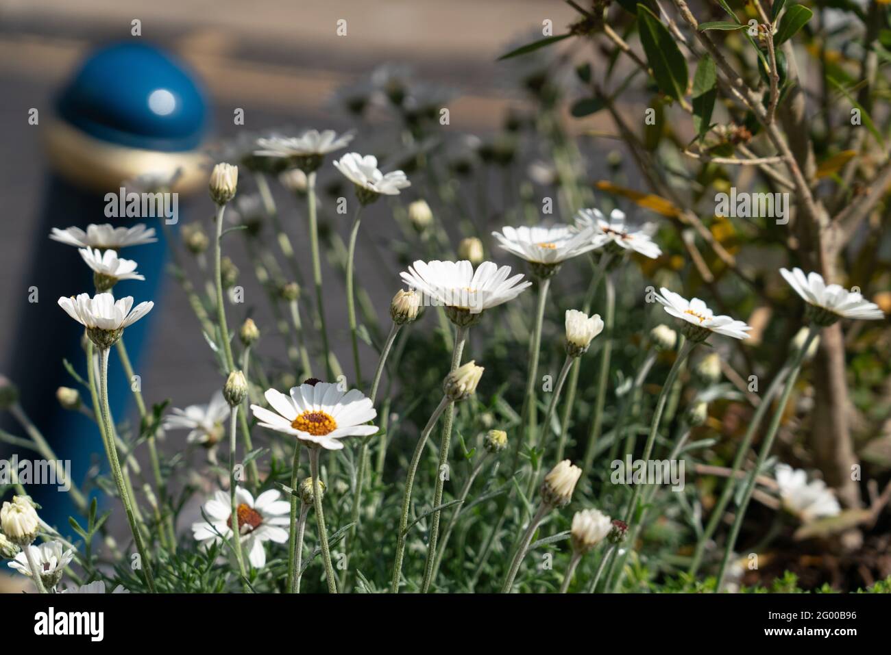 Greening at Dover town centre Stock Photo - Alamy