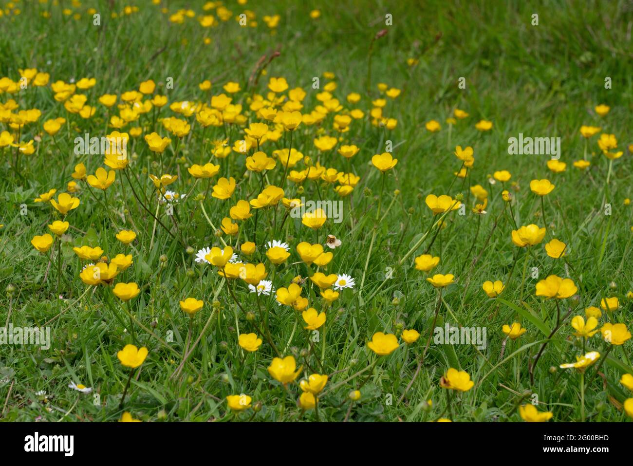 Meadows in kent hi-res stock photography and images - Alamy