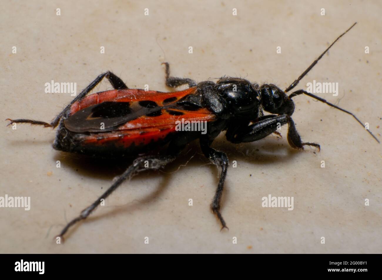 Small bug hi-res stock photography and images - Alamy