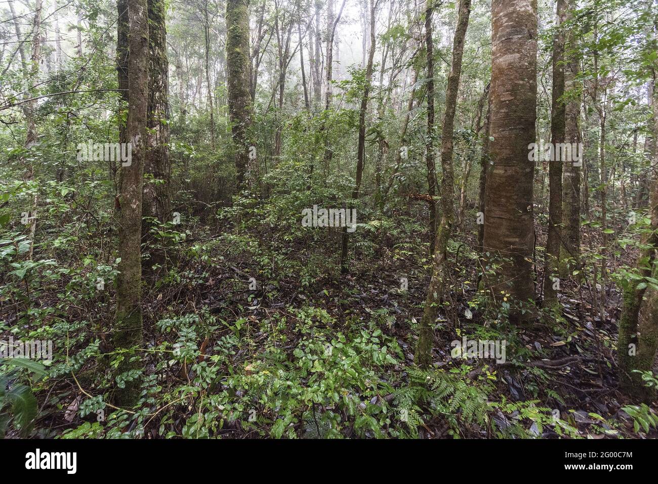 Beautiful forest with dense trees in South America - green environment ...