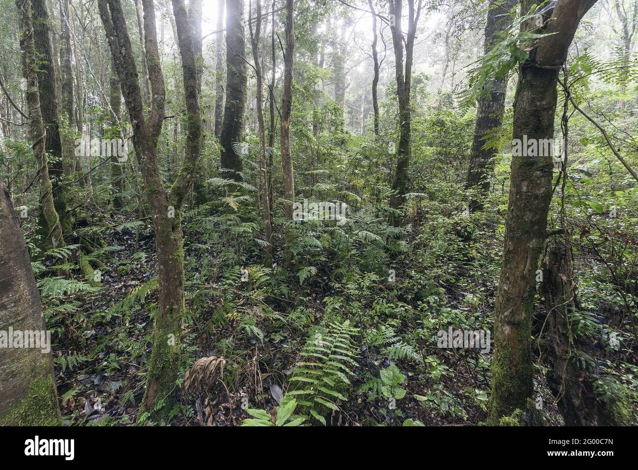 Beautiful forest with dense trees in South America - green environment ...