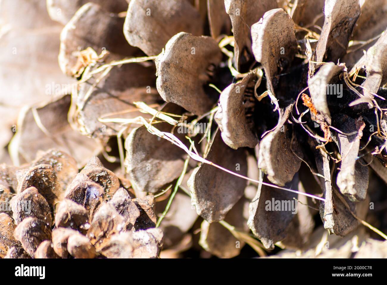 Pine tree fruit hi-res stock photography and images - Alamy
