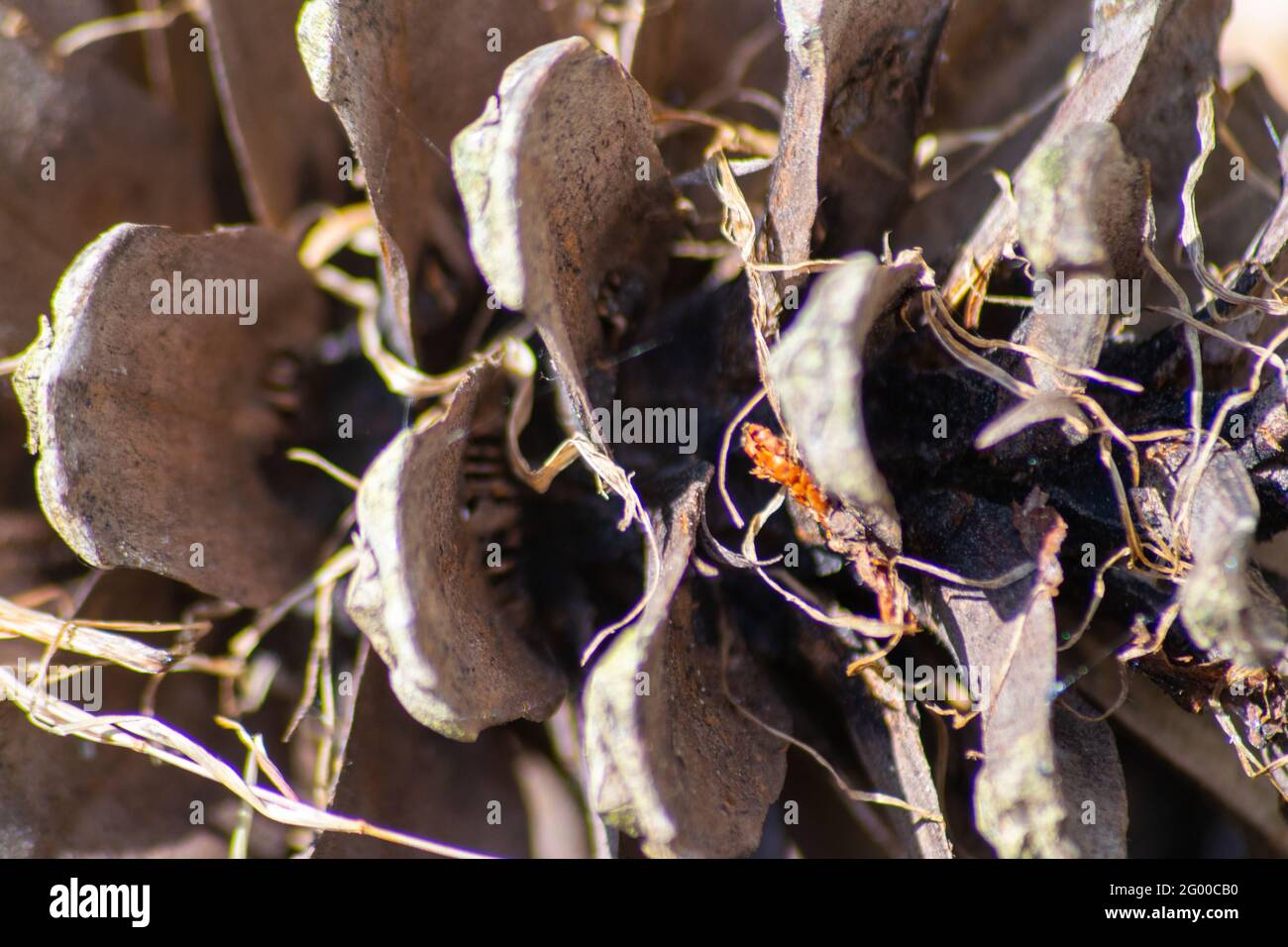 Pine tree fruit hi-res stock photography and images - Alamy
