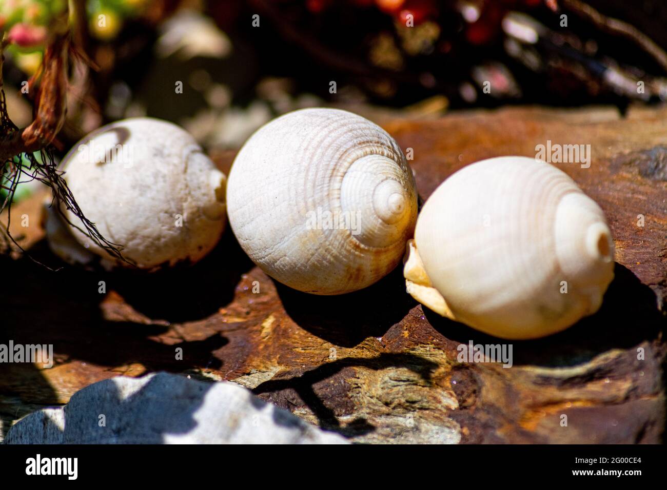 Sea snail shells hi-res stock photography and images - Alamy
