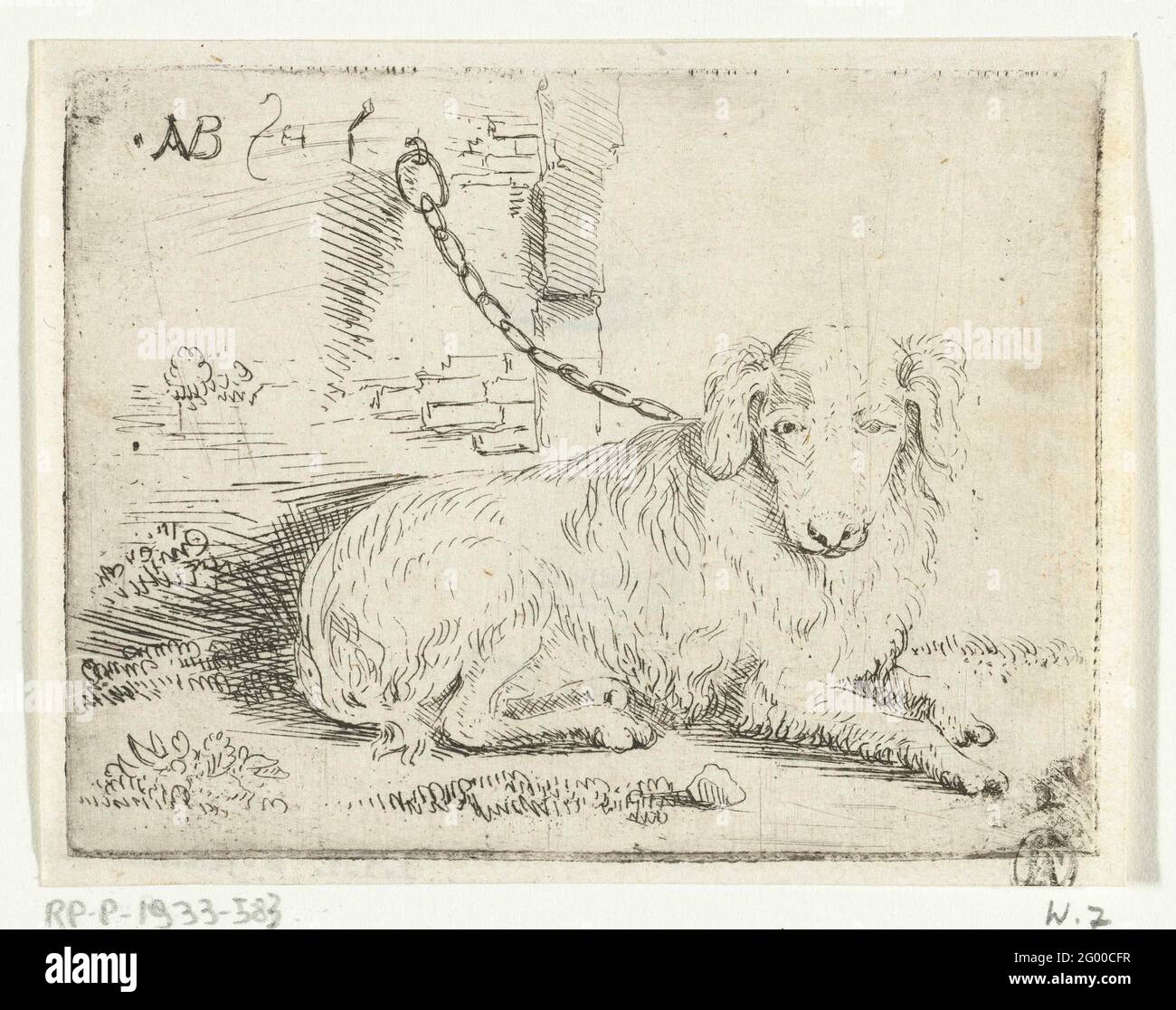 Dog on chain. A long-haired dog is stuck on a wall through a necklace ...