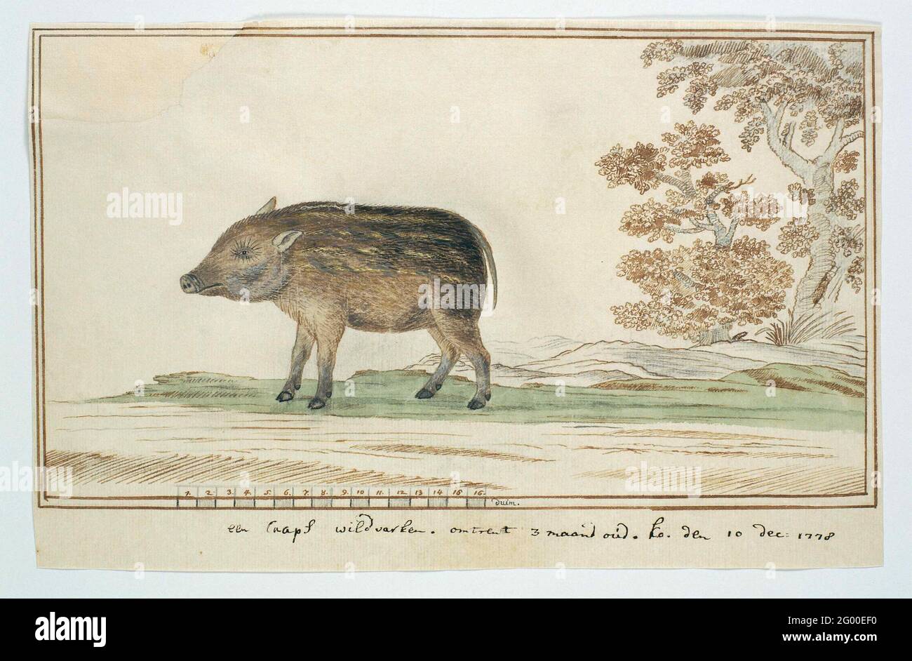Phacochoerus Aethiopicus Aethiopicus (Cape Warthog). Forest pig ...