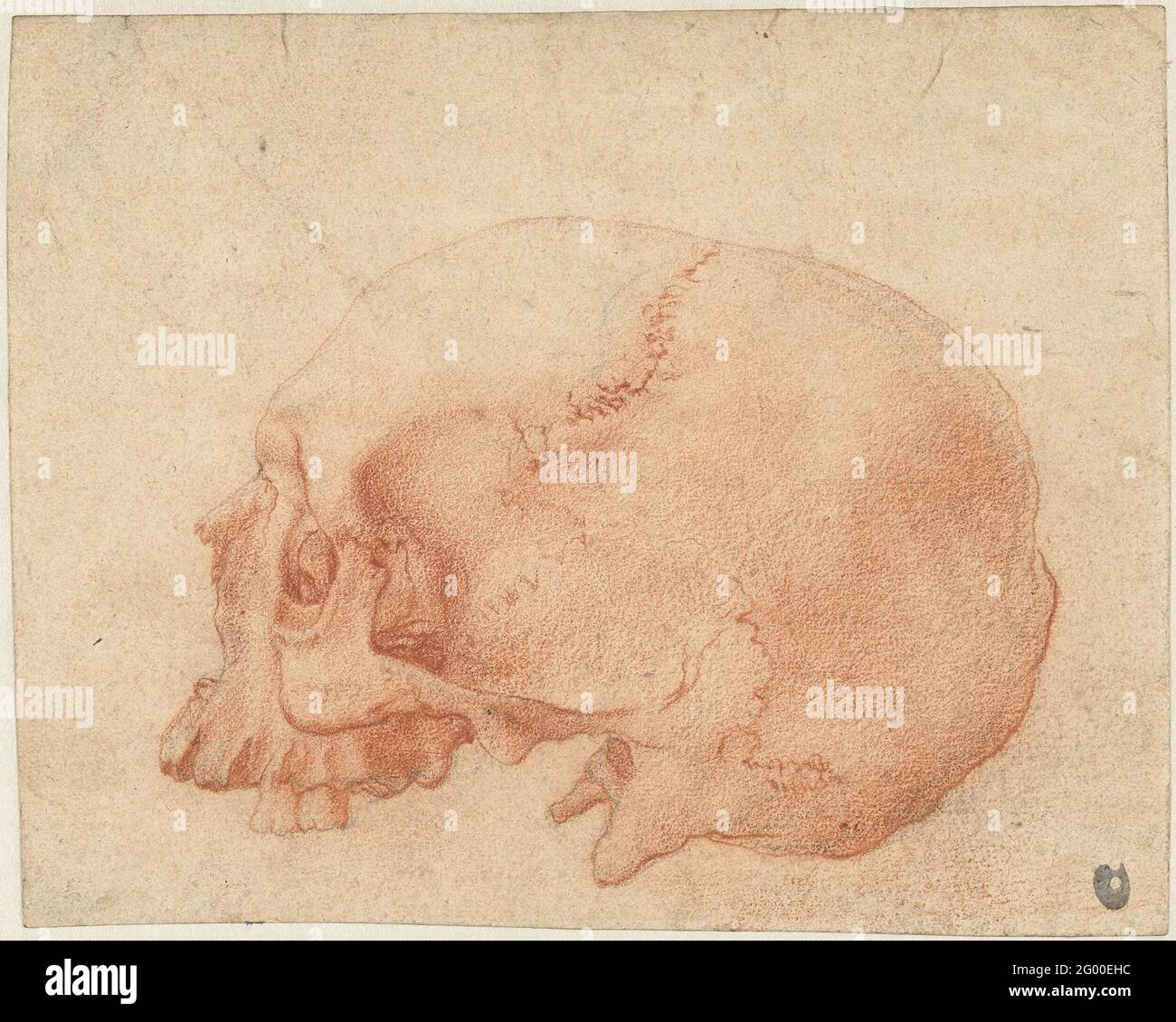 Study of a skull Stock Photo - Alamy