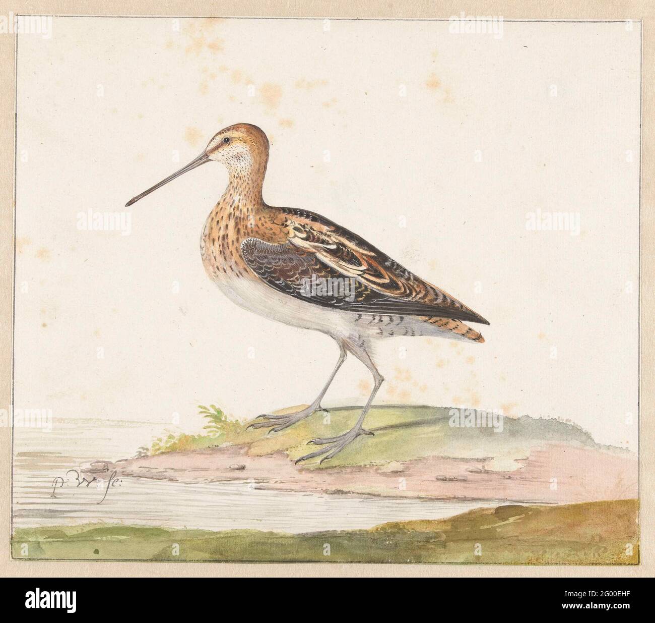 Long billed snipe hi-res stock photography and images - Alamy