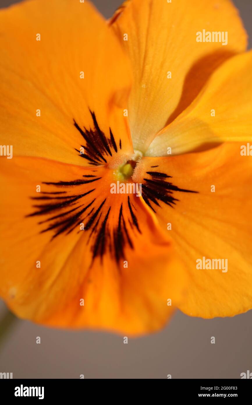 Orange viola flower close up botanical background tripping modern high ...