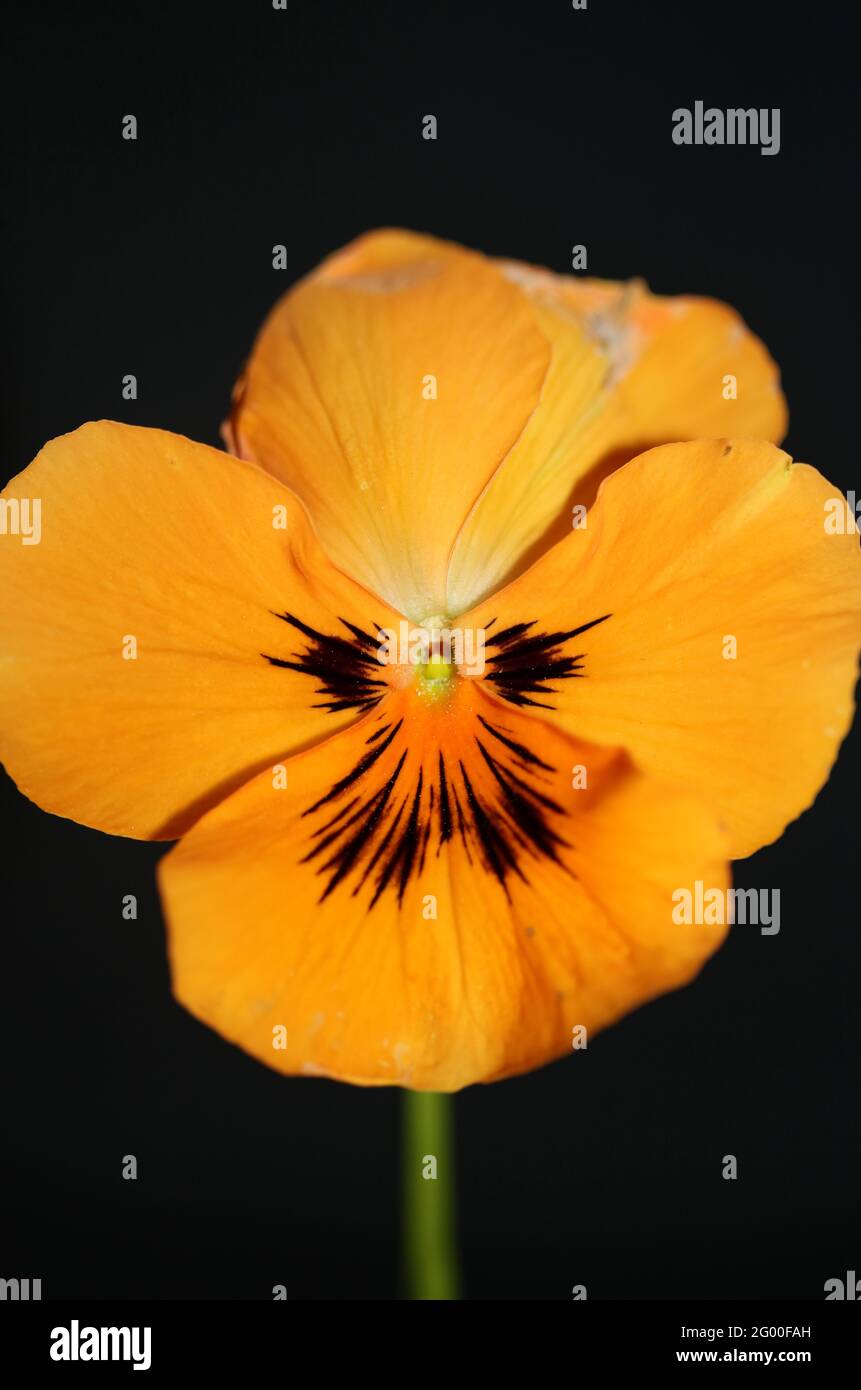 Orange viola flower close up in black background botanical tripping ...