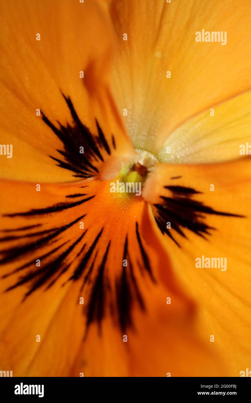 Orange viola flower close up botanical background tripping modern high ...