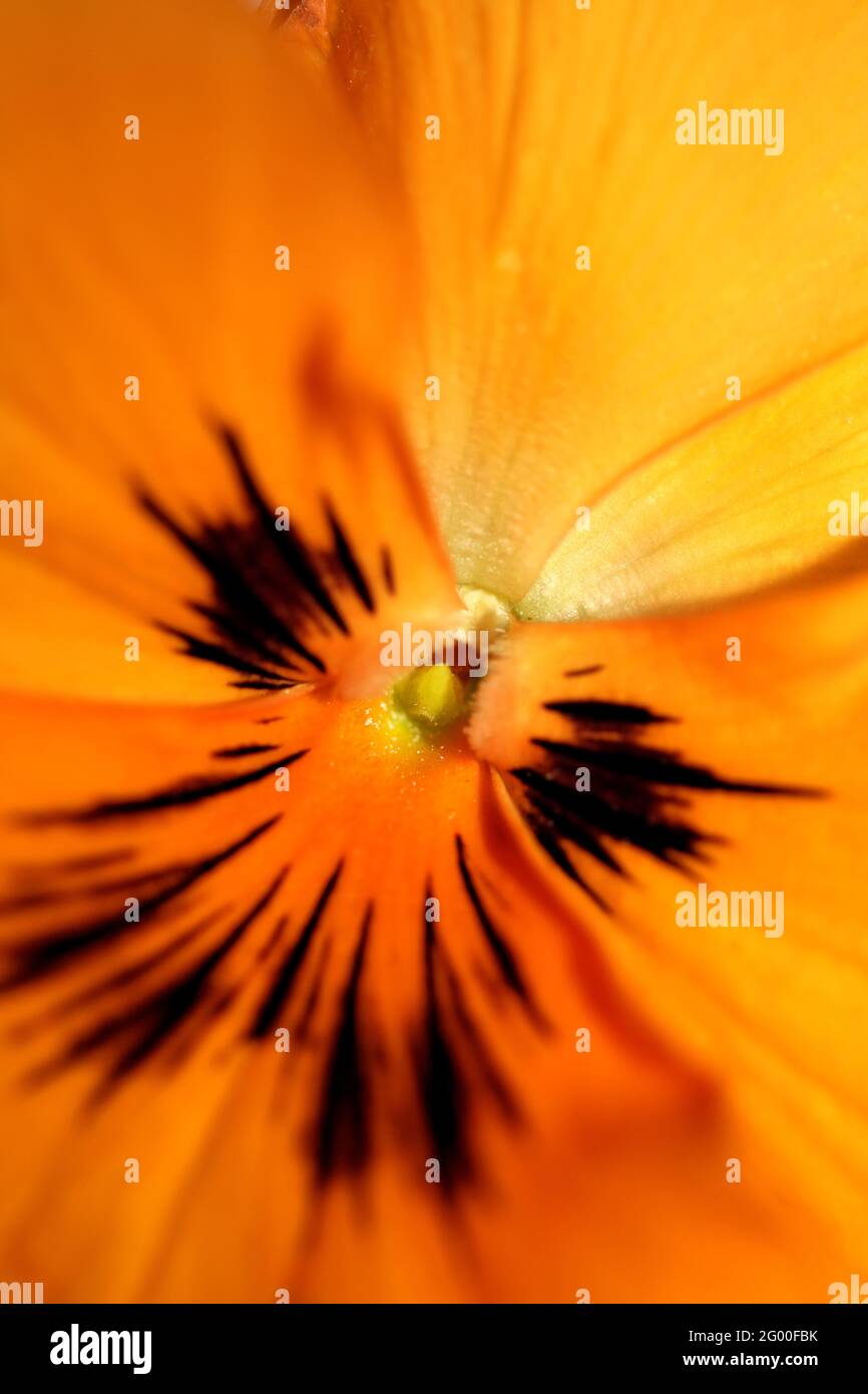 Orange viola flower close up botanical background tripping modern high ...