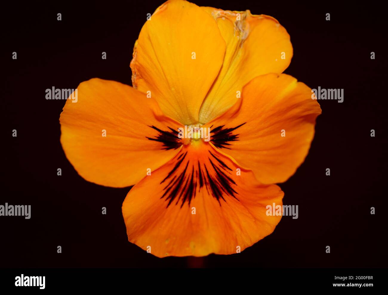 Orange viola flower close up in black background botanical tripping ...