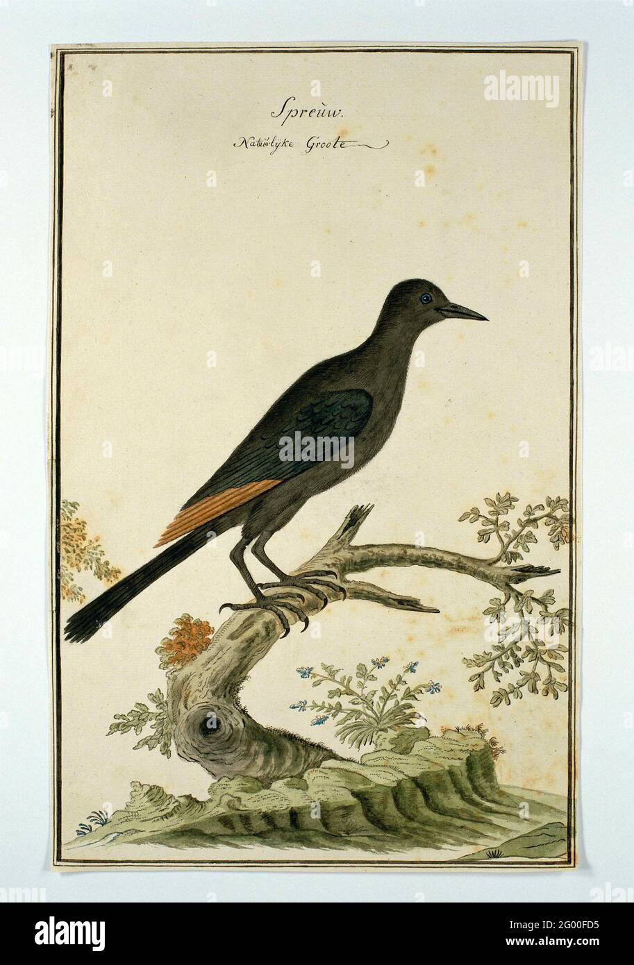 Onychognathus morio (Red-winged starling). Vogelstudie: spreeuw Stock ...