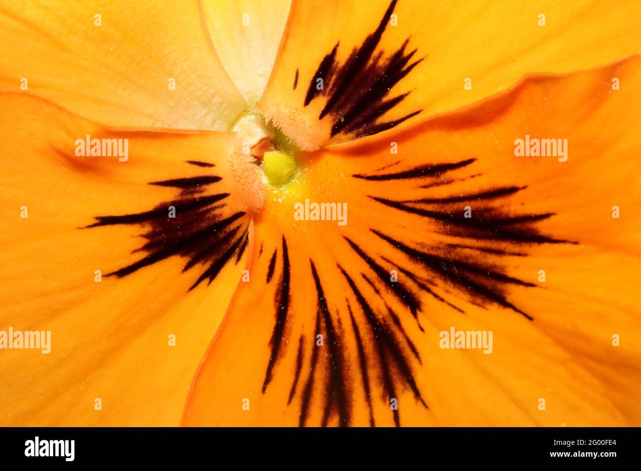 Orange viola flower close up botanical background tripping modern high ...
