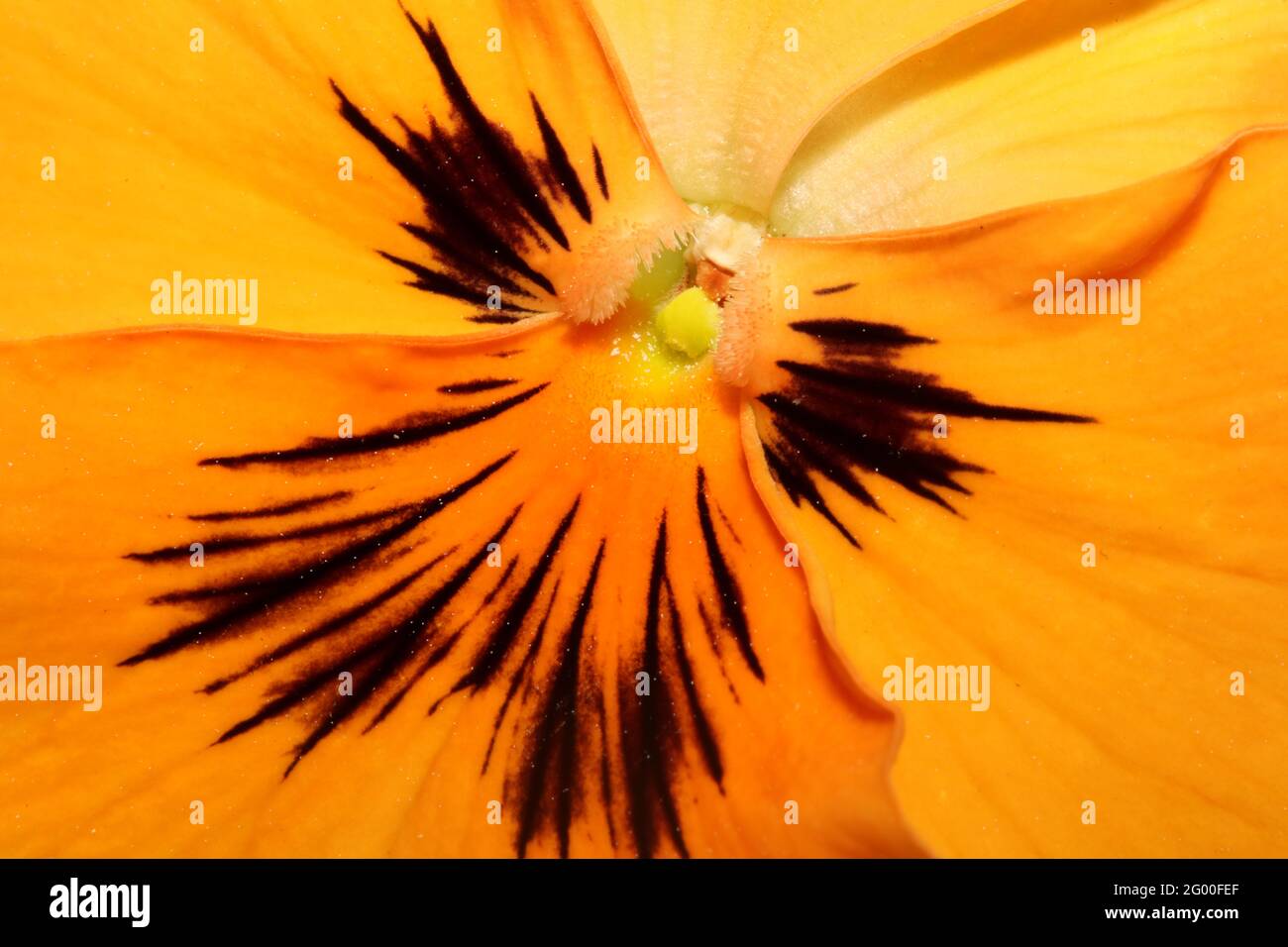 Orange viola flower close up botanical background tripping modern high ...