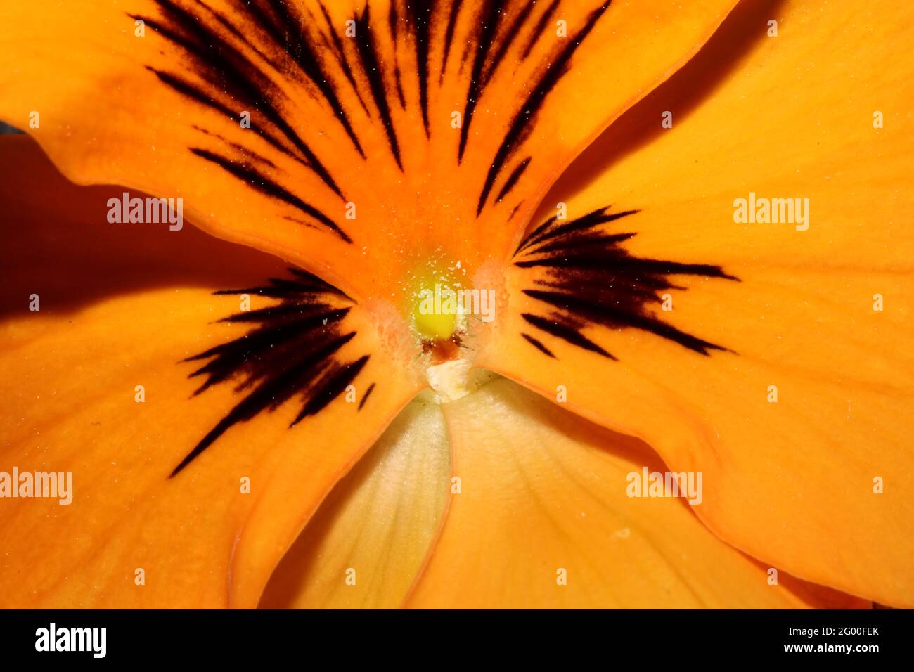 Orange viola flower close up botanical background tripping modern high ...