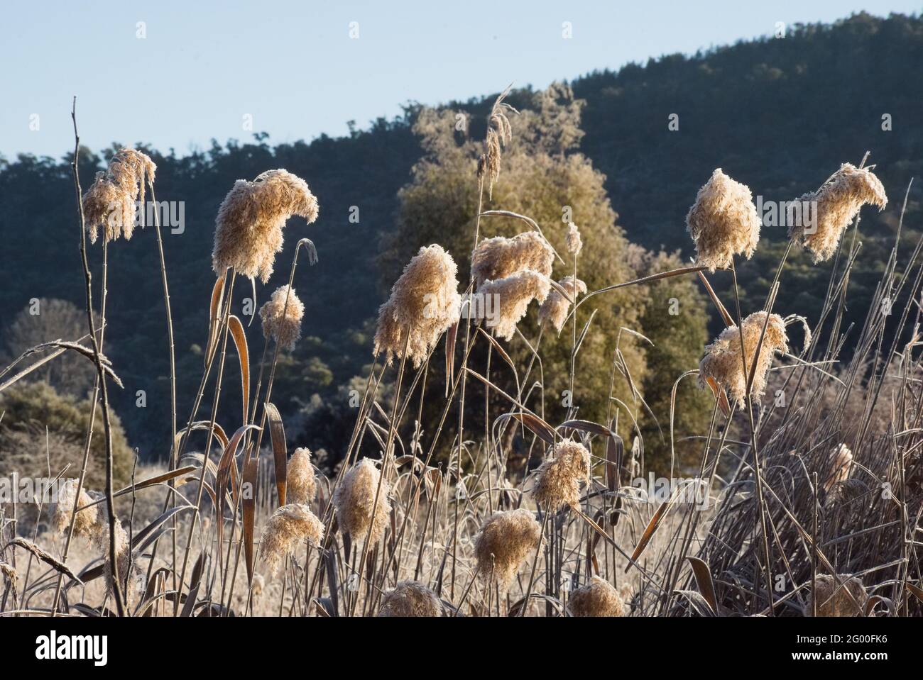 Common Reed (Phragmites australis) covered in frost growing in Snowy ...
